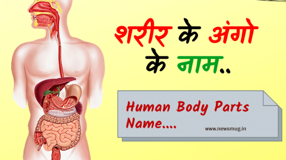 Human Body Parts Name In English Hindi 